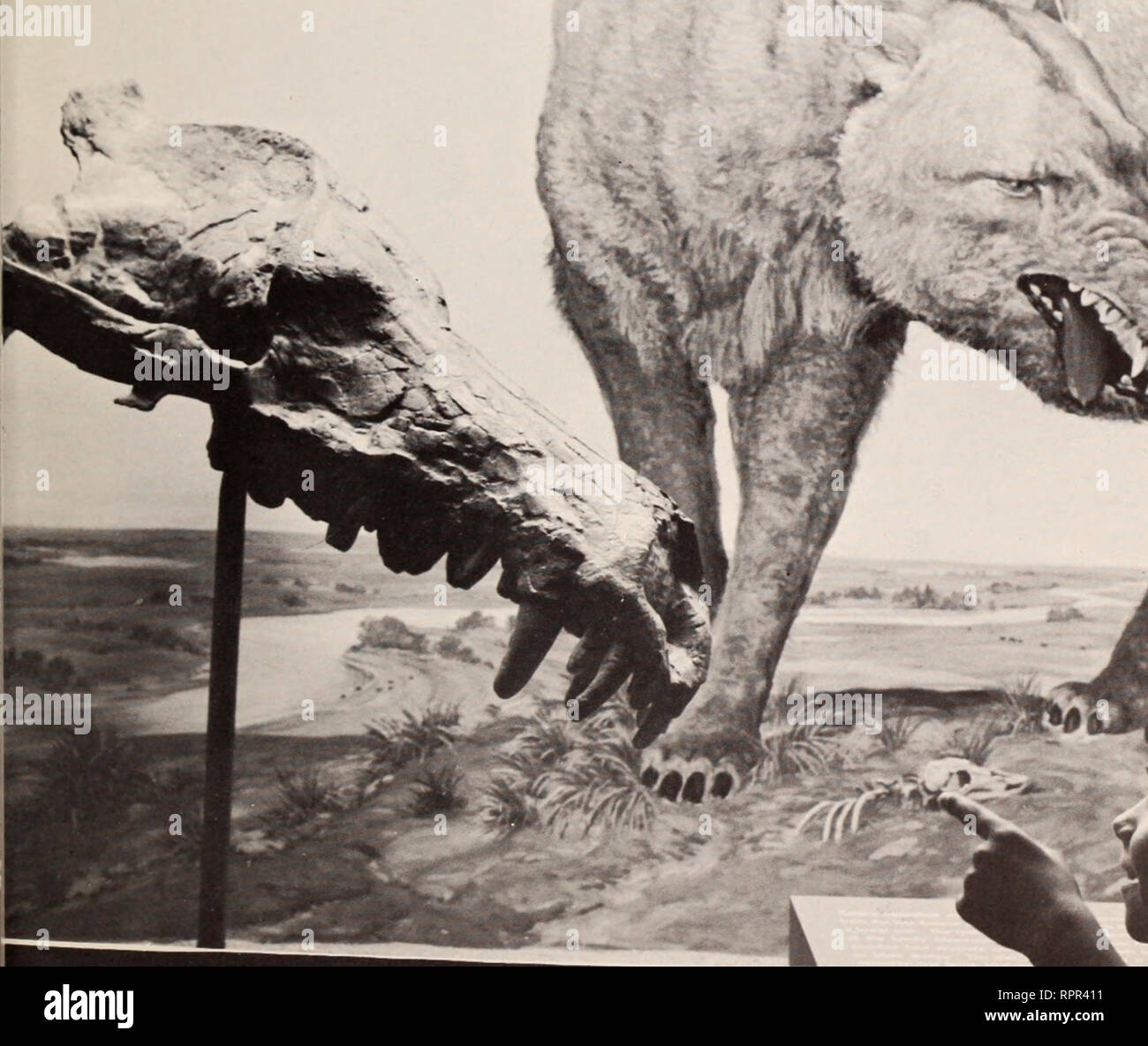 Andrewsarchus hi-res stock photography and images - Alamy