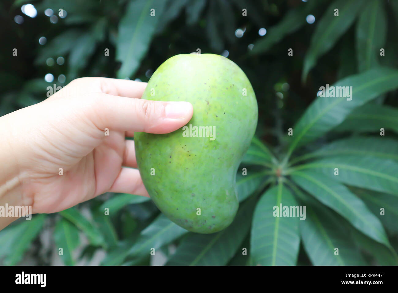 a mango or hold a mango Stock Photo - Alamy