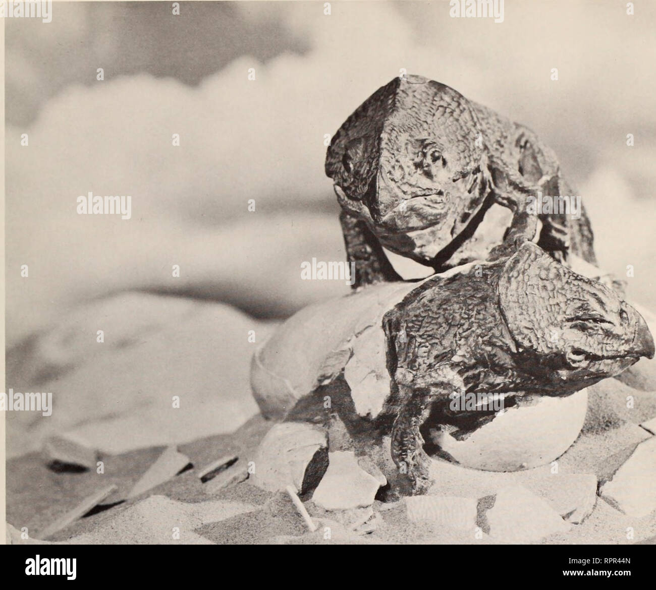 . The American Museum of Natural History : pictorial guide. American ...
