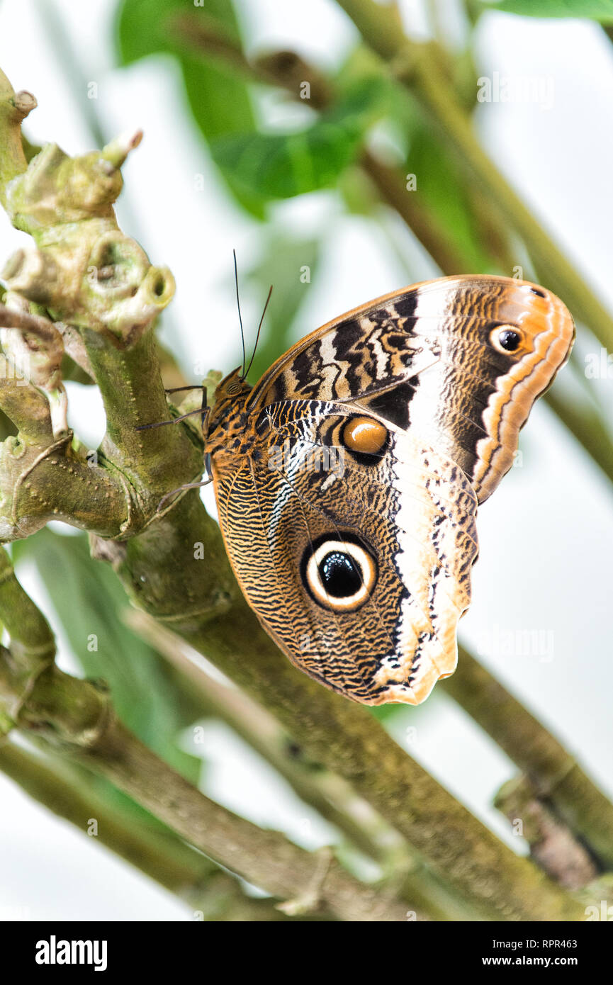 Butterfly or moth, cute insect with eyespots on brown colored wings ...