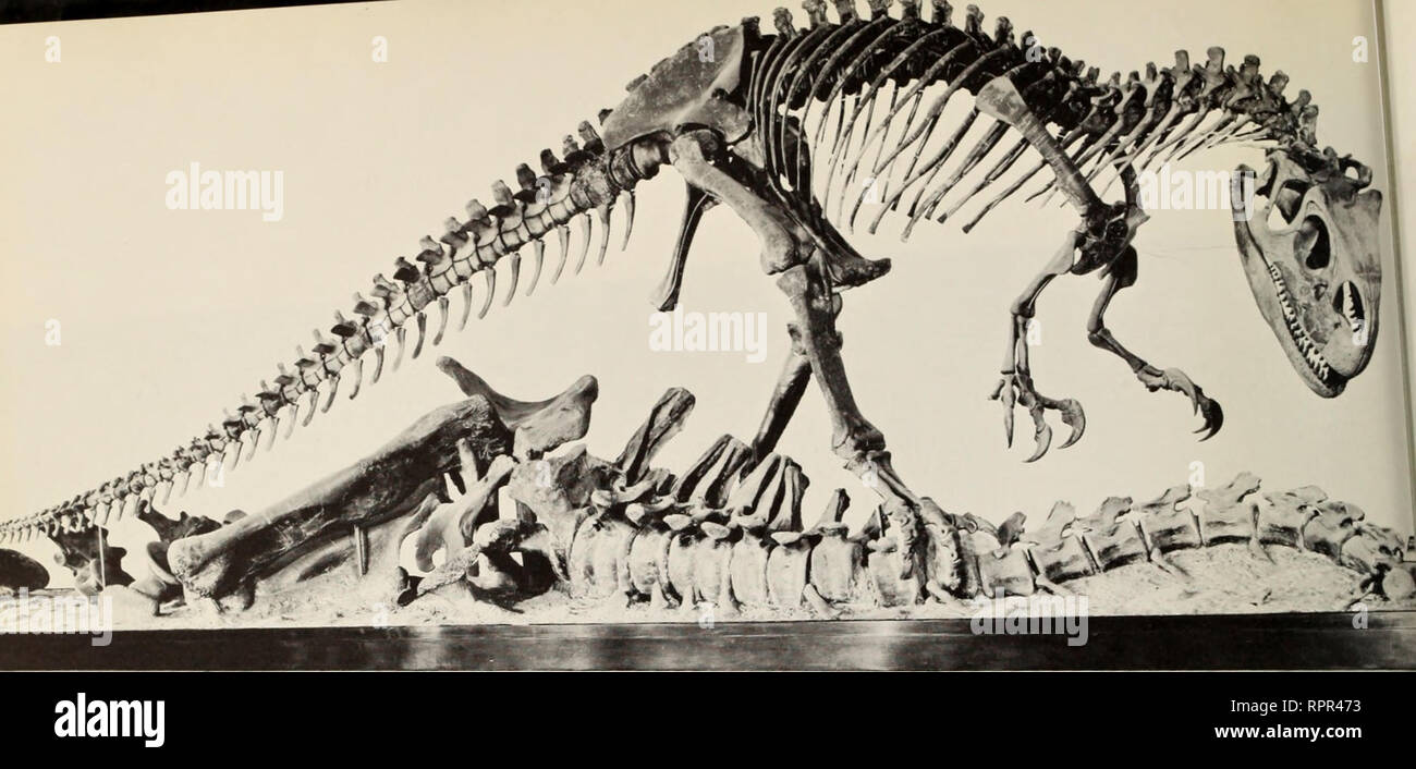 museum of natural history coloring pages