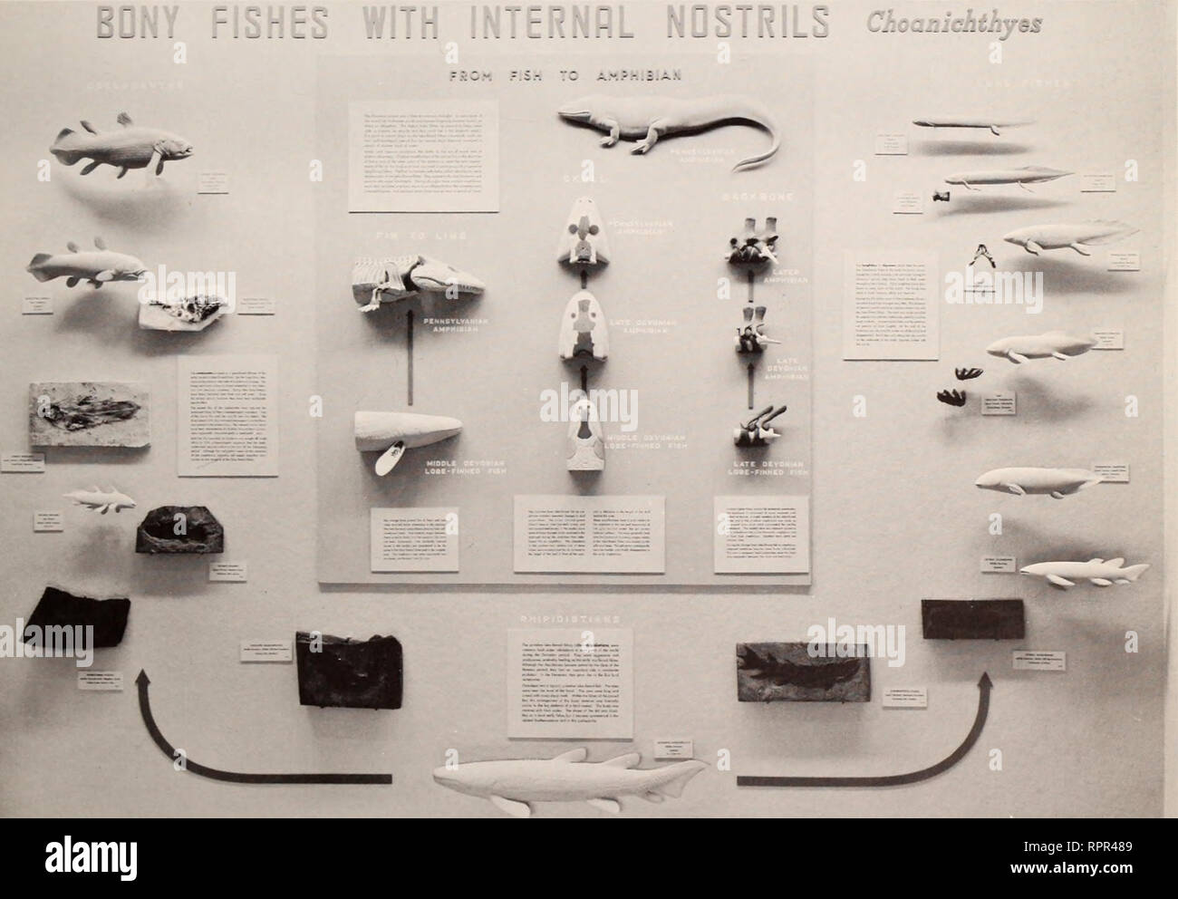 . The American Museum of Natural History : pictorial guide. American ...