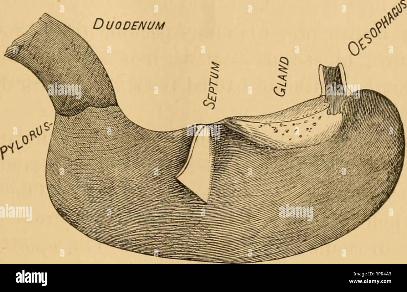 Parotid Glands Stock Photos & Parotid Glands Stock Images - Alamy