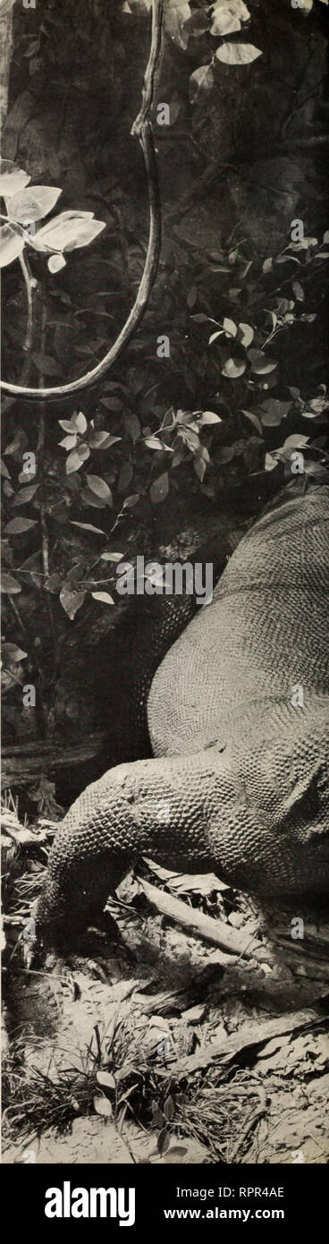 Monitor lizard skeleton hi-res stock photography and images - Alamy