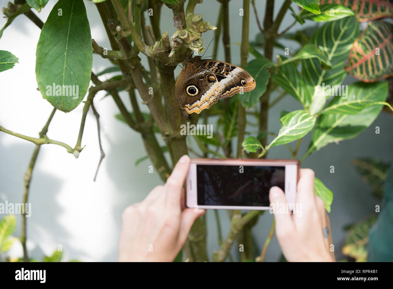 Smartphone or mobile phone in hands photographing butterfly sitting on ...