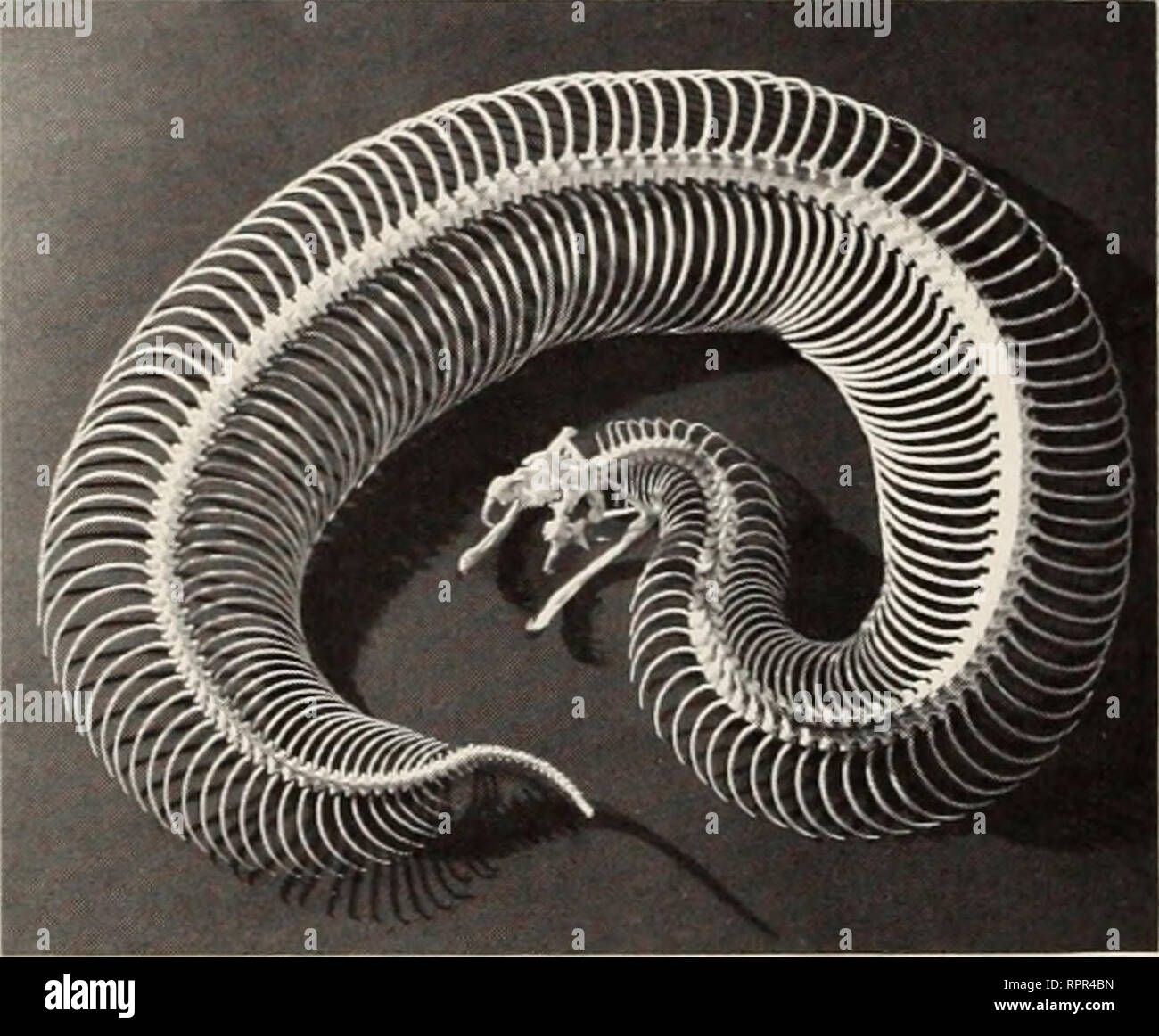 Gaboon Viper Skeleton