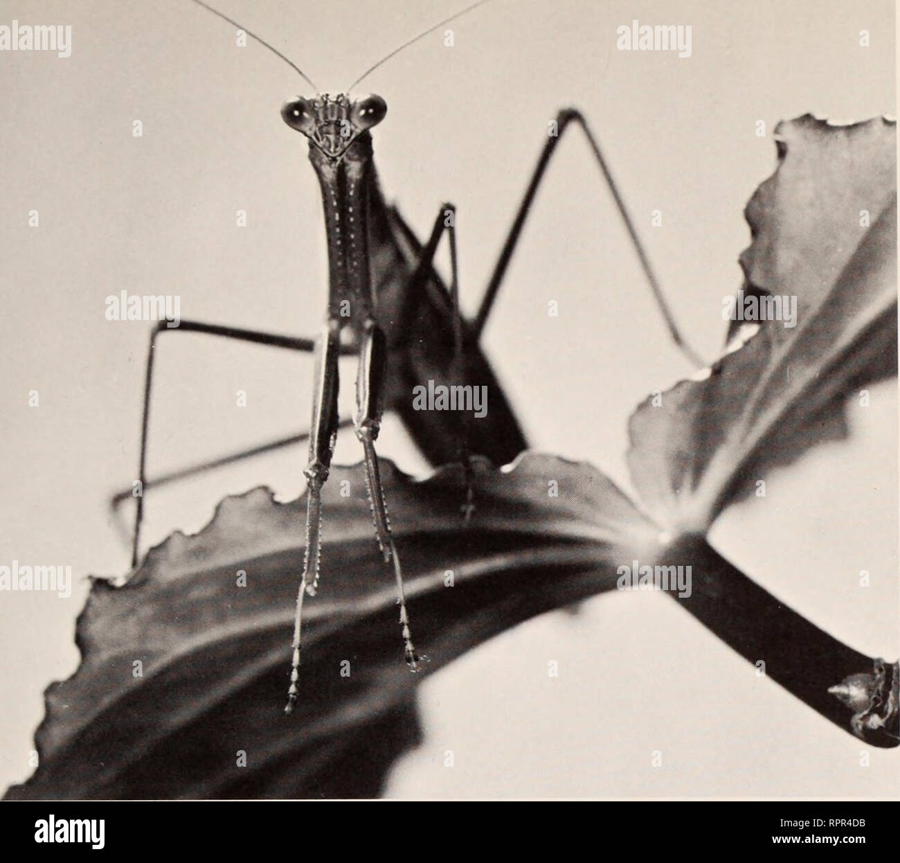 . The American Museum of Natural History : pictorial guide. American ...