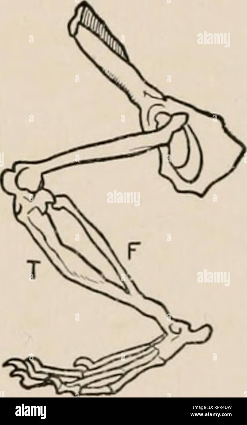. American animals: a popular guide to the mammals of North America ...