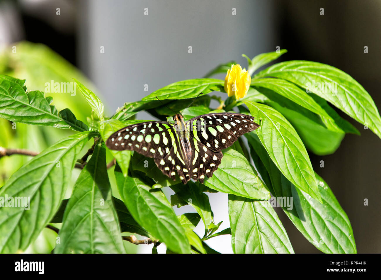 Black eyespots hi-res stock photography and images - Alamy