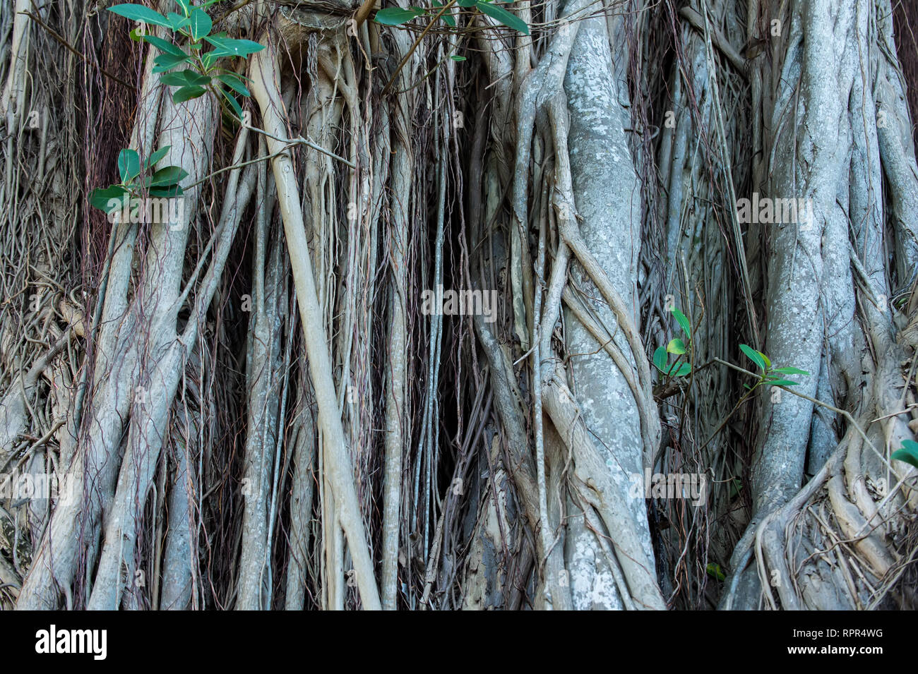 Tree roots growing on woody stem or trunk on natural background. Part ...