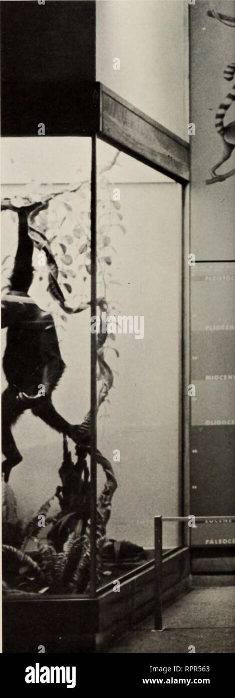 Mates primate natural history museum hi-res stock photography and ...