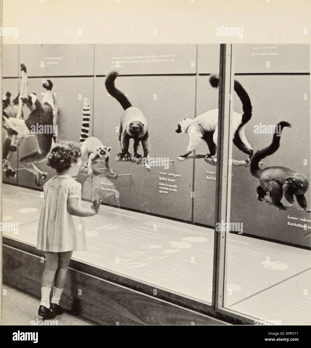 Mates primate natural history museum hi-res stock photography and ...