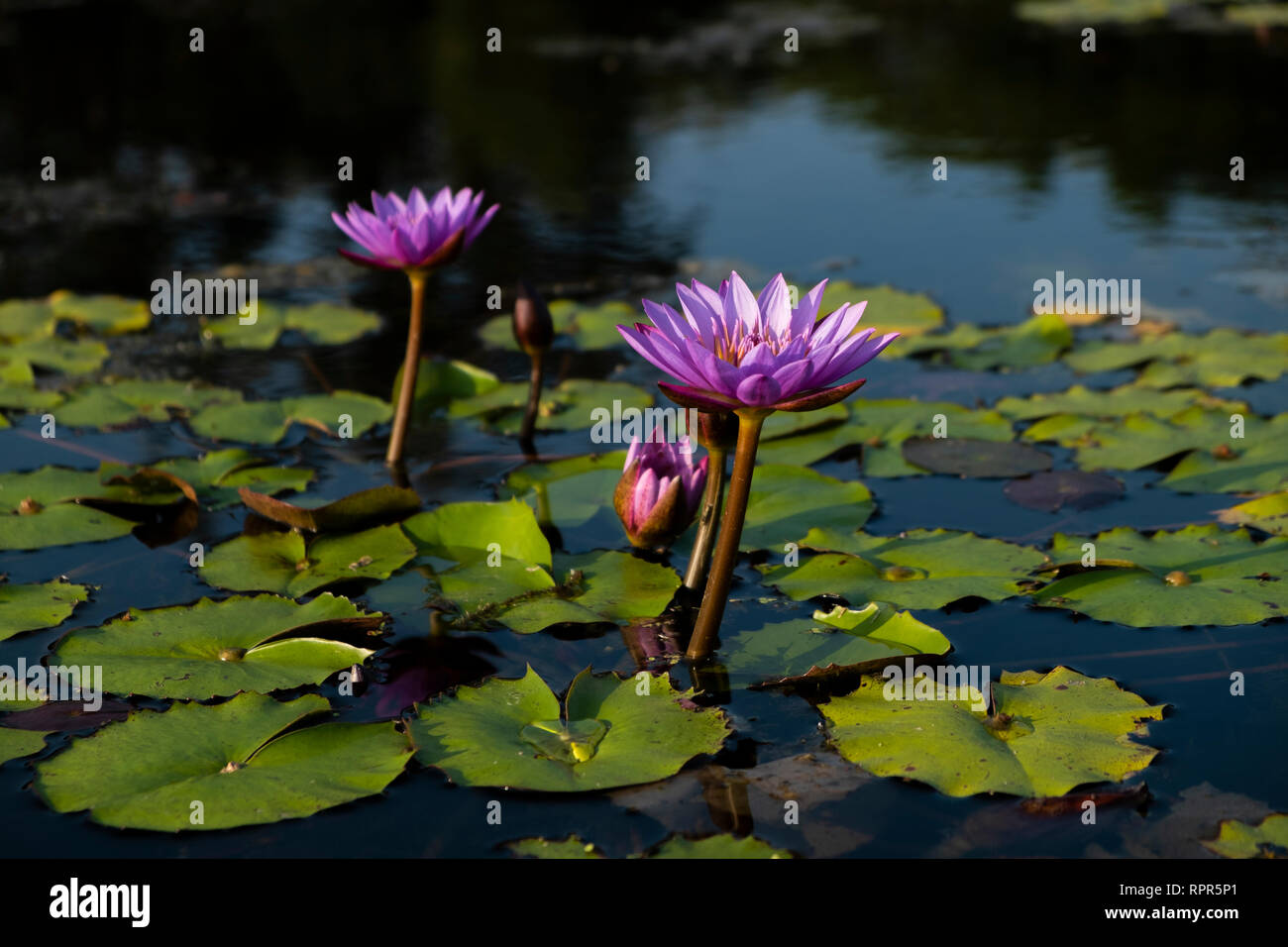 Manel Flower Stock Photos & Manel Flower Stock Images - Alamy