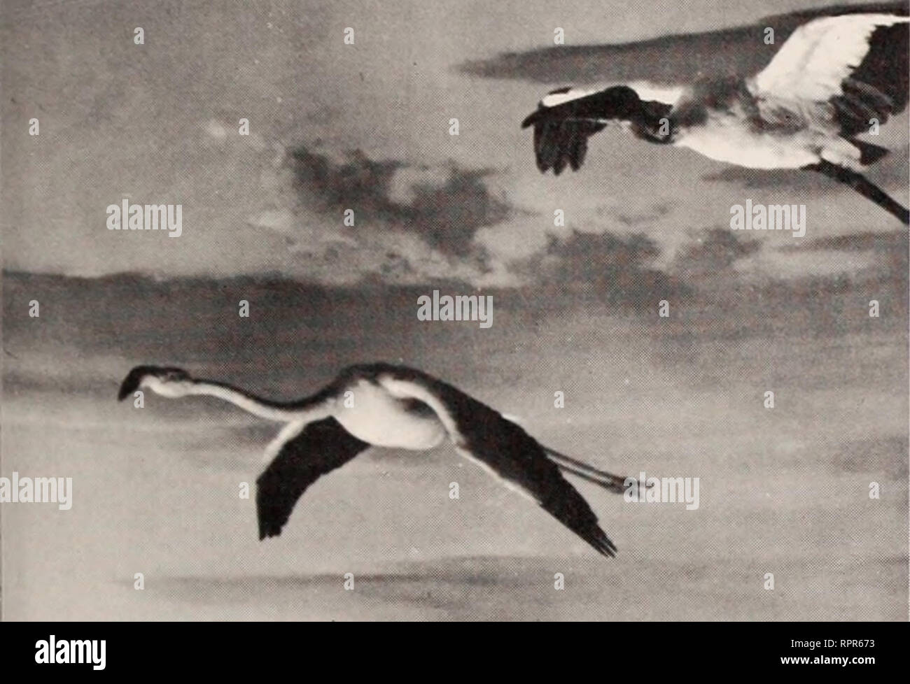 Hall birds in american museum hi-res stock photography and images - Alamy