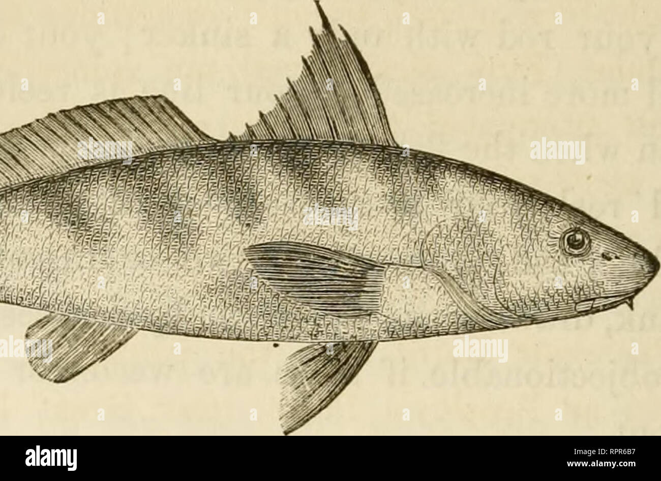 Northern kingfish hi-res stock photography and images - Alamy