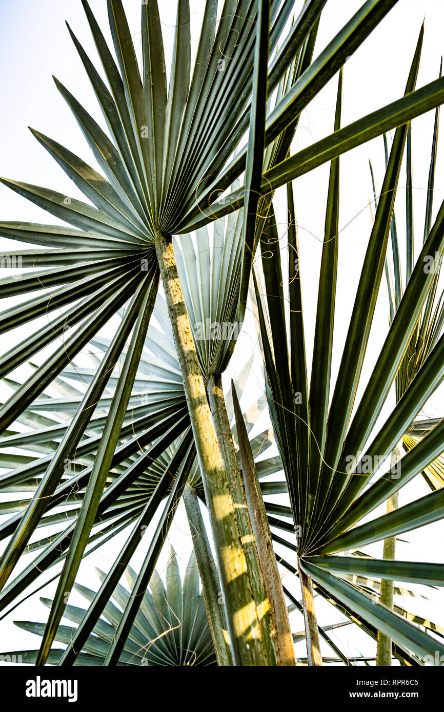 Plam leaf hi-res stock photography and images - Alamy