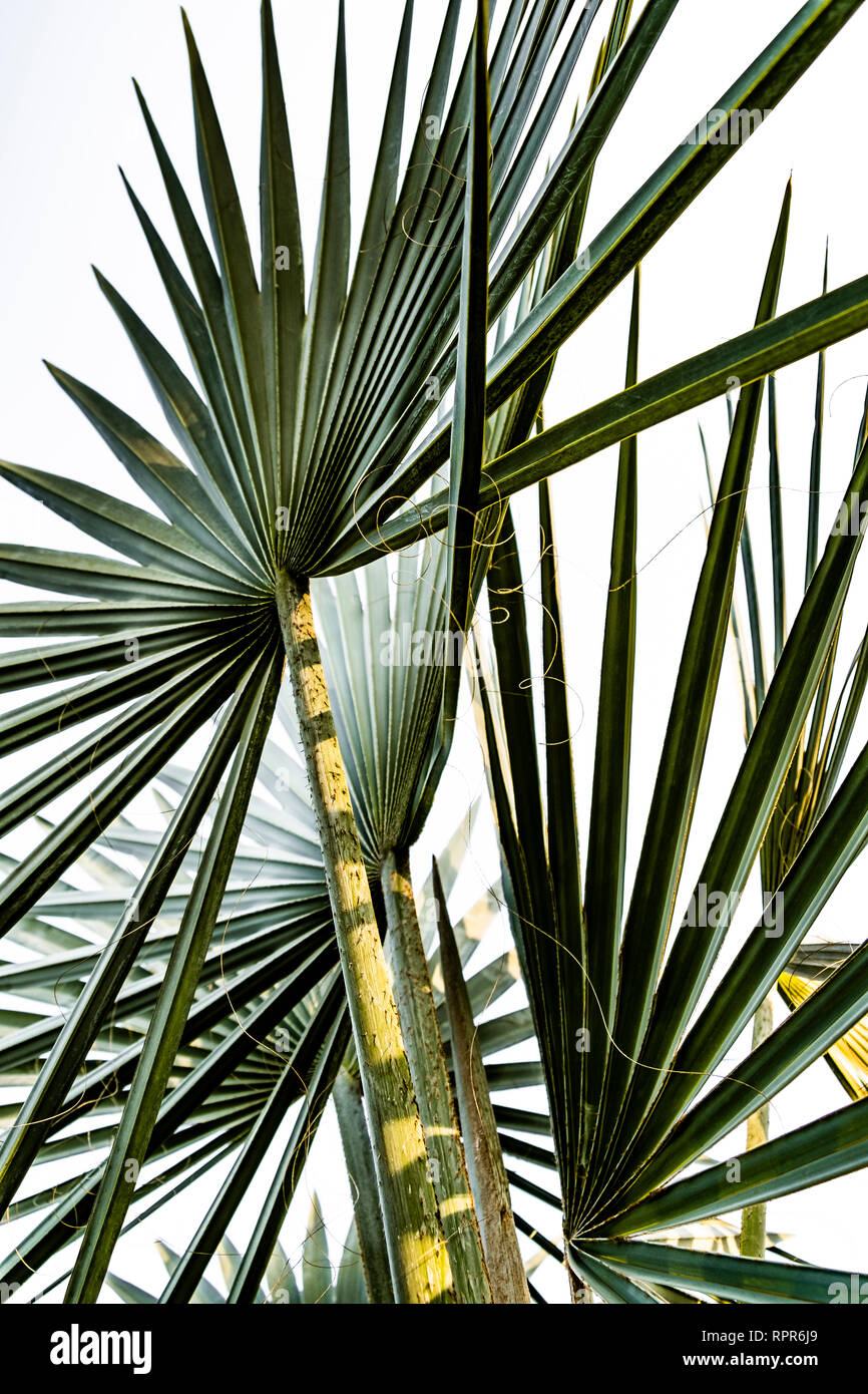 Plam leaf hi-res stock photography and images - Alamy