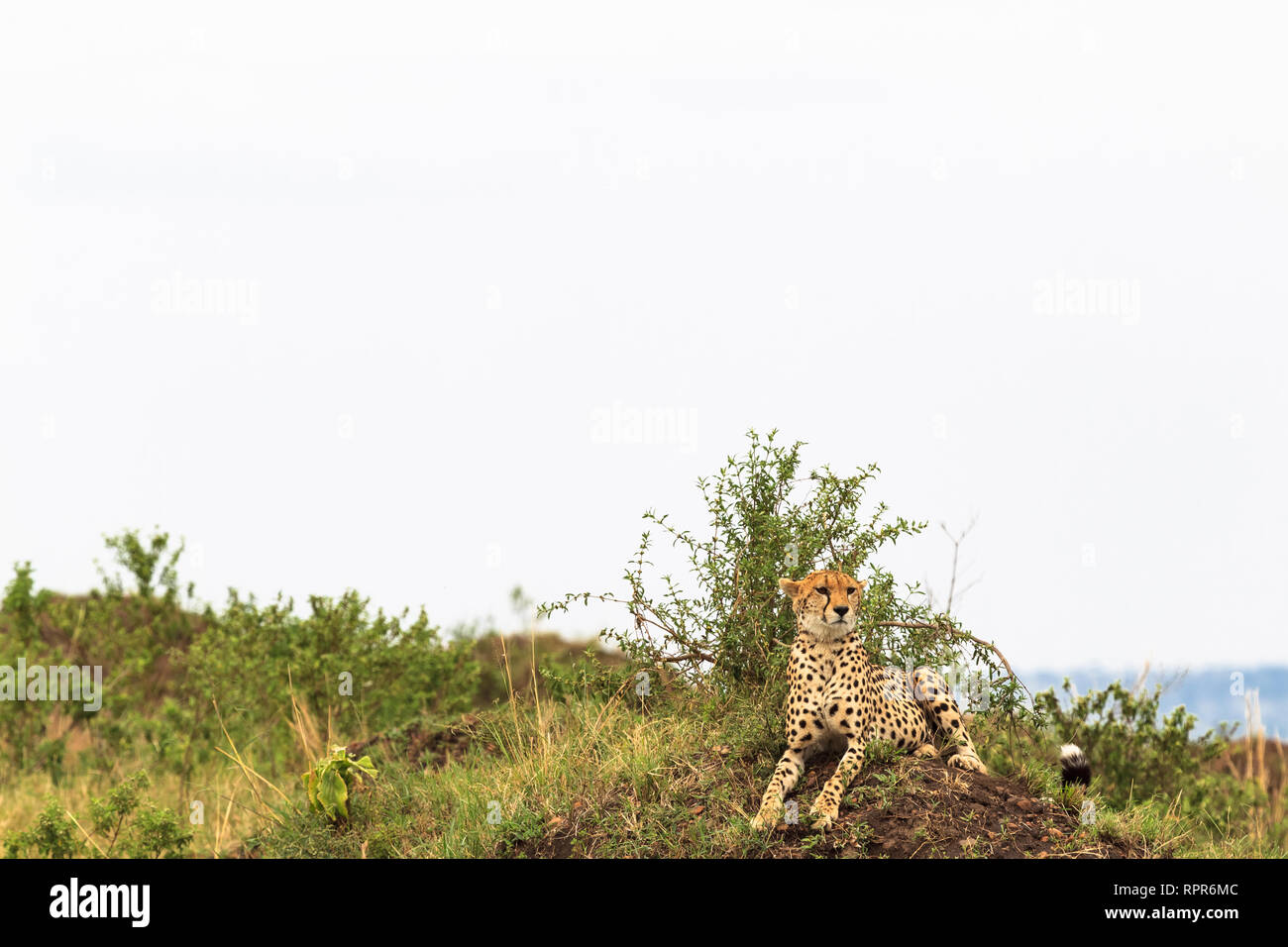 Cheetah on the hill. Observation point in savanna. Masai Mara, Kenya ...