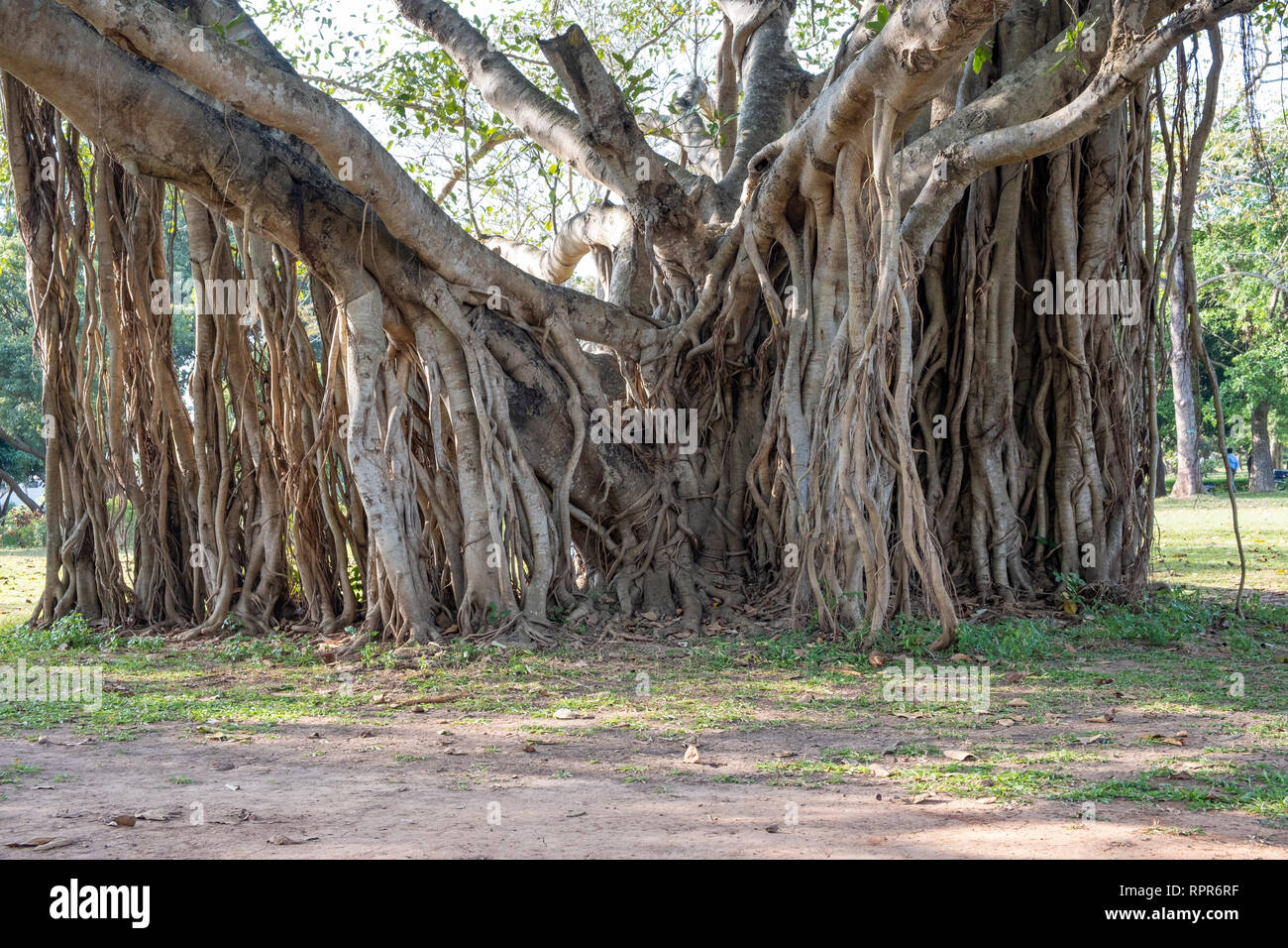A strangler fig tree located in a Botanical Garden in Orissa Stock ...