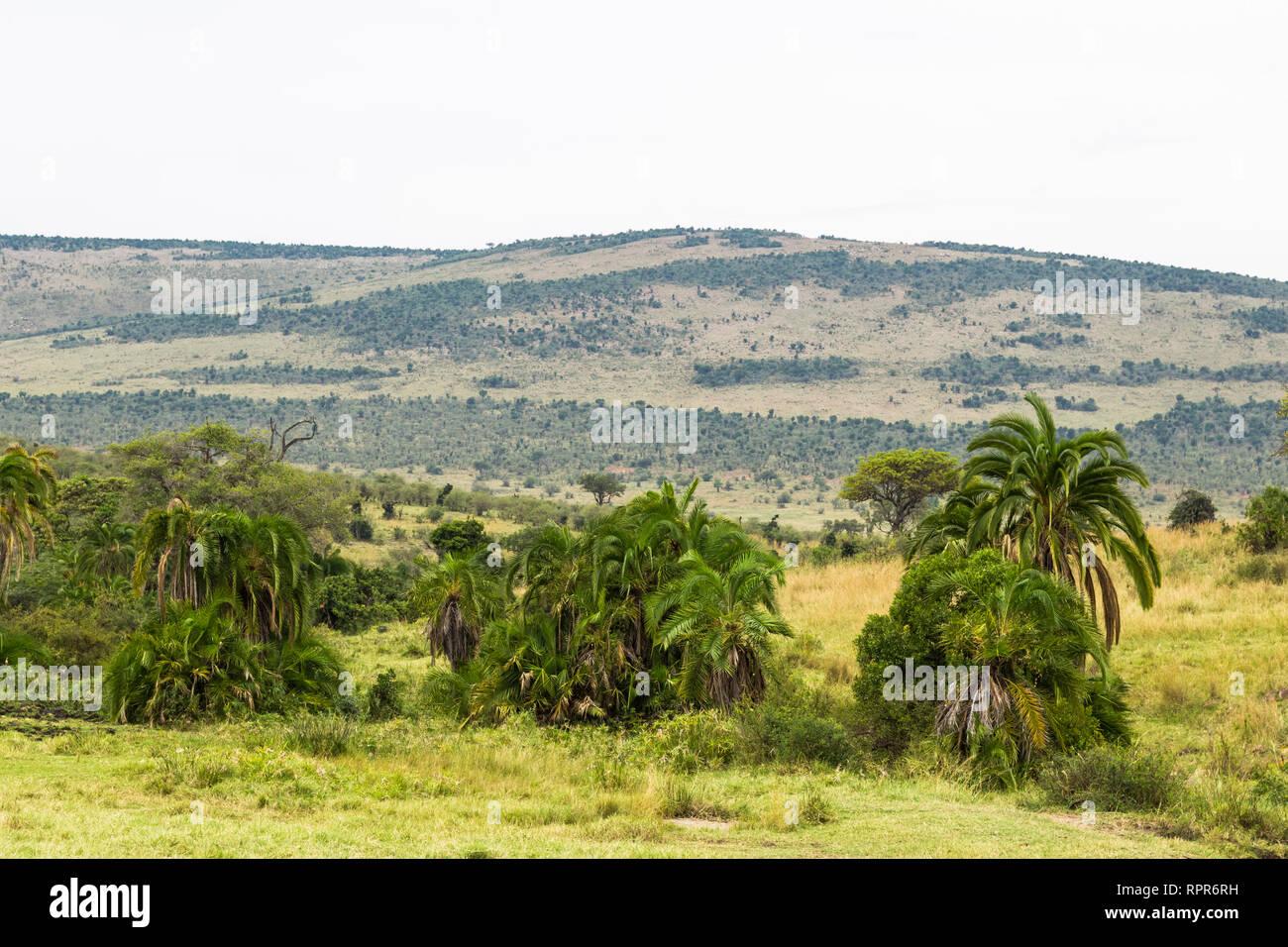 Landscape with palm tree in Masai Mara. Kenya, Africa Stock Photo - Alamy