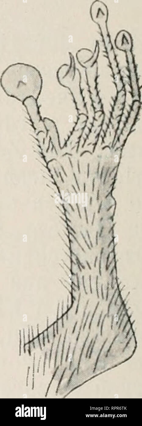 Perodicticus hi-res stock photography and images - Alamy