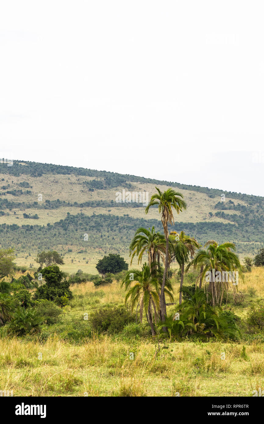 Landscape of Kenya. Savannah can be and such. Masai Mara, Kenya Stock ...