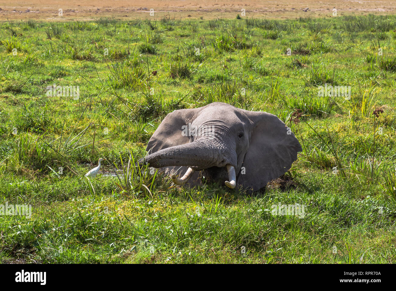 Large african elephant resting in the swamp. Amboseli, Kenya Stock ...