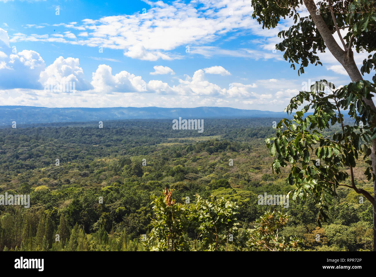 Rainforest in the heart of the savannah. Kakamega Forest. Kenya, East ...