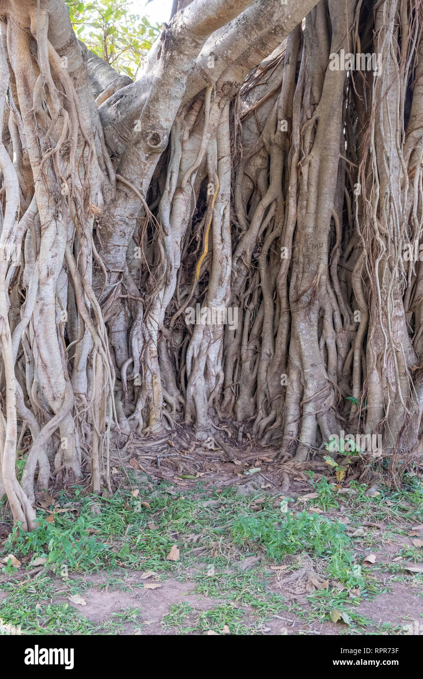 A strangler fig tree located in a Botanical Garden in Orissa Stock ...