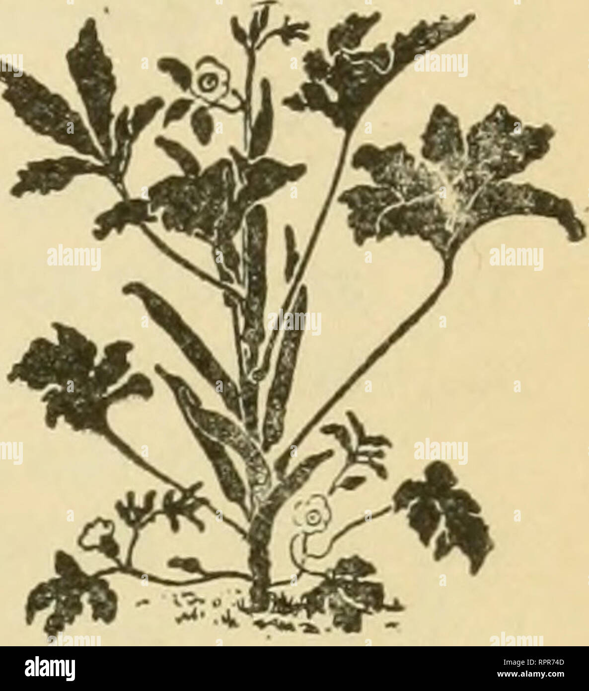 1 To 3 Feet Tall Plant High Resolution Stock Photography and Images - Alamy