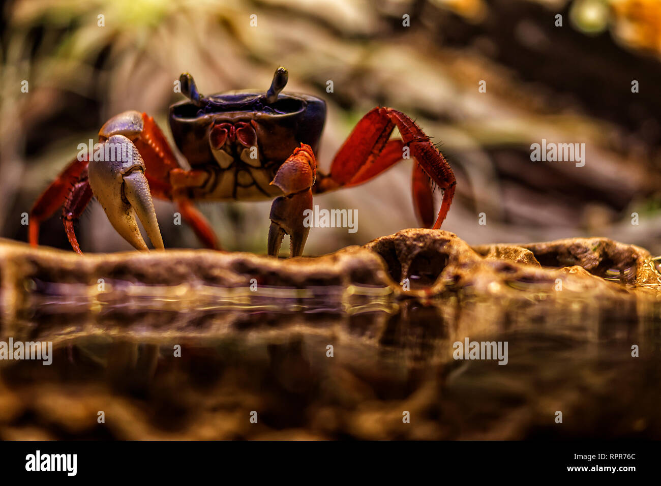 Nigerian fauna hi-res stock photography and images - Alamy