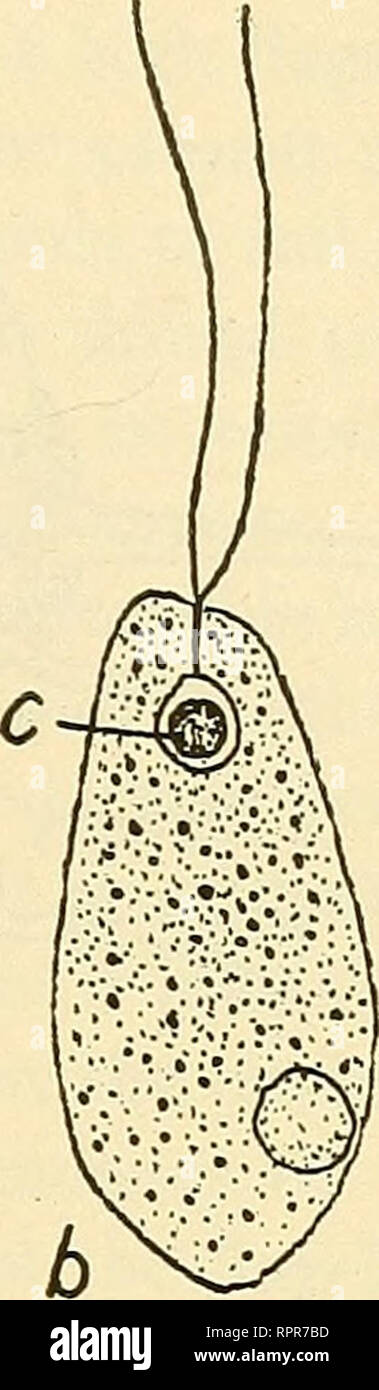 Ameba draw hi-res stock photography and images - Alamy