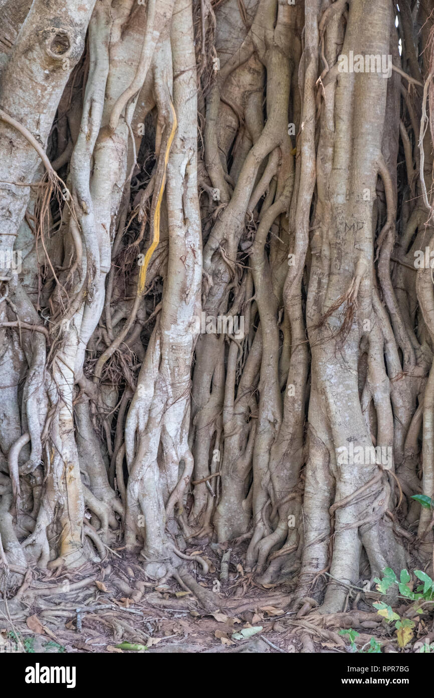 A strangler fig tree located in a Botanical Garden in Orissa Stock ...
