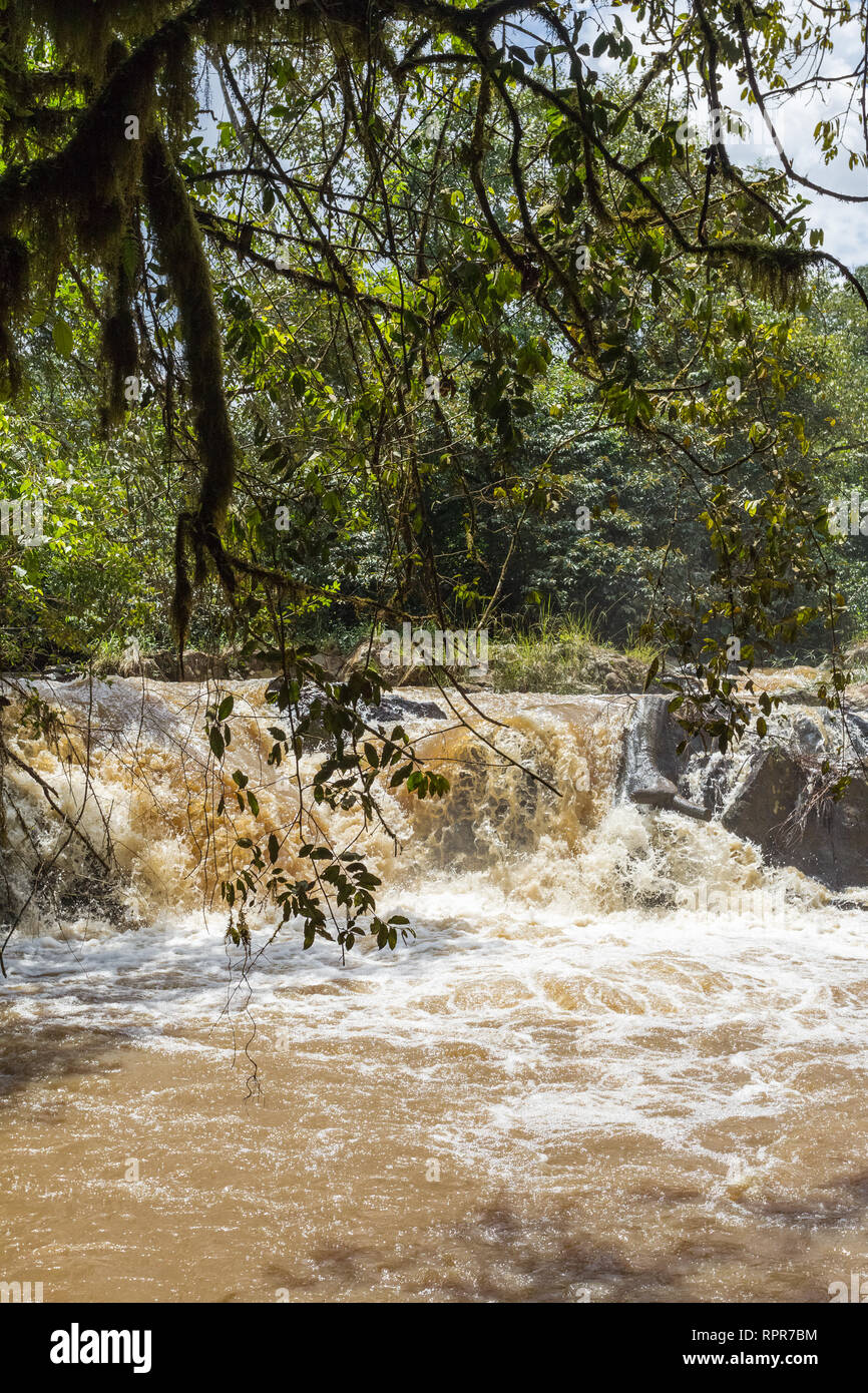 African jungles hi-res stock photography and images - Alamy