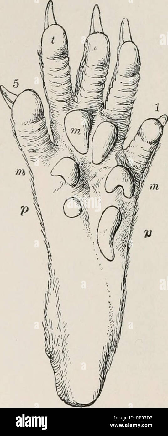 . Allgemeine Zoologie und Abstammungslehre. Evolution; Zoology. 288 VI ...