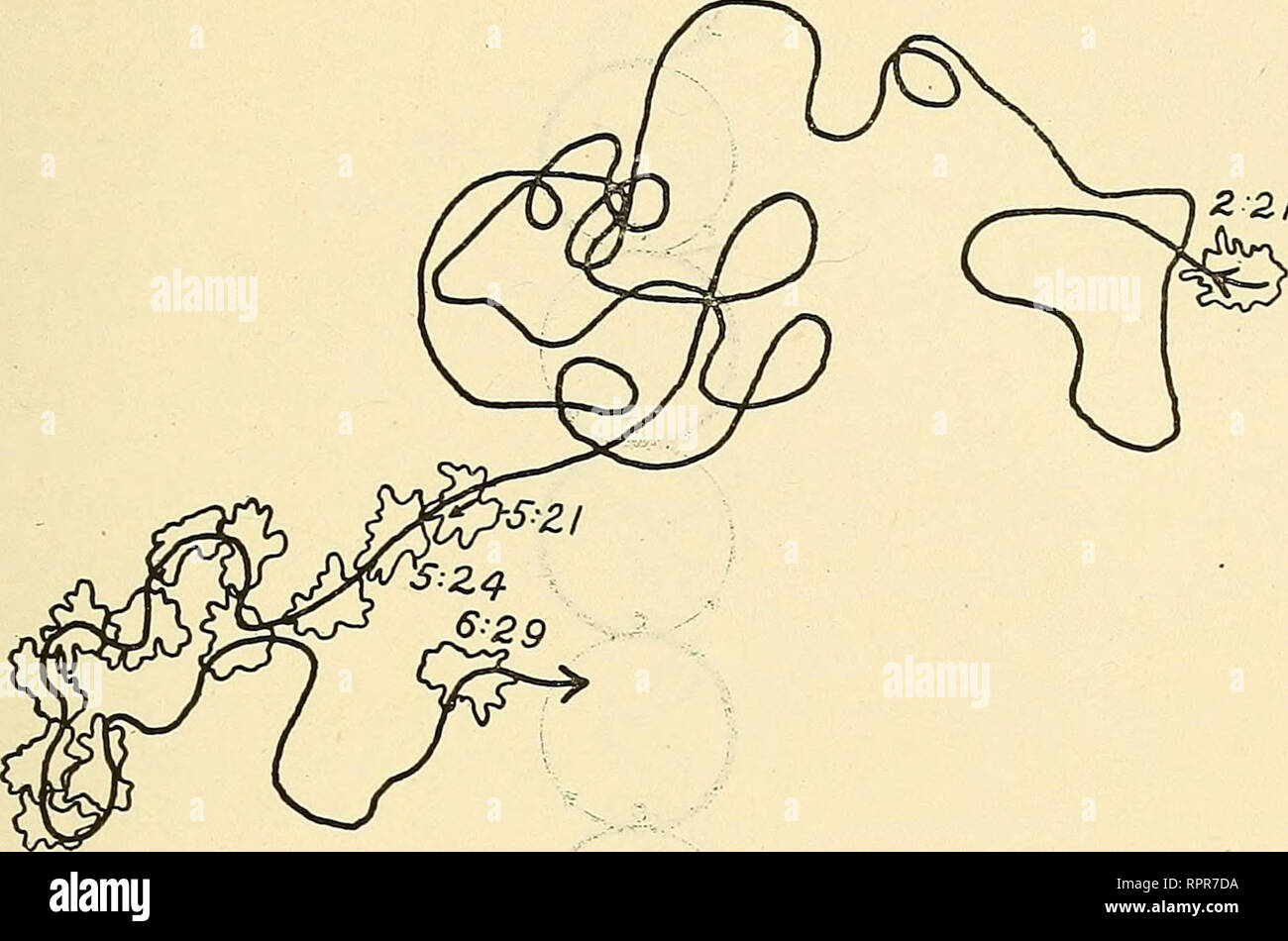 Amoeboid movement hi-res stock photography and images - Alamy