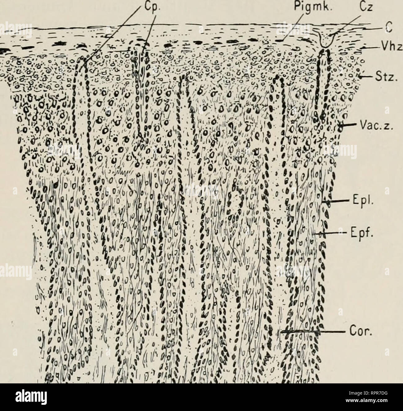 Panniculus hi-res stock photography and images - Alamy