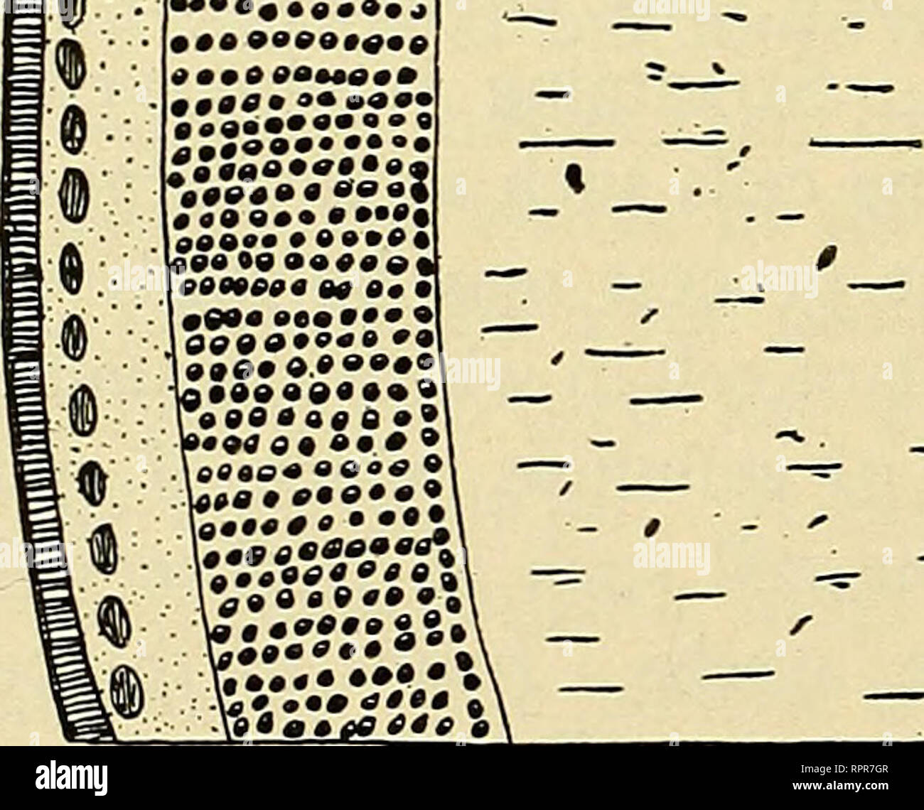 Amoeboid movement hi-res stock photography and images - Alamy