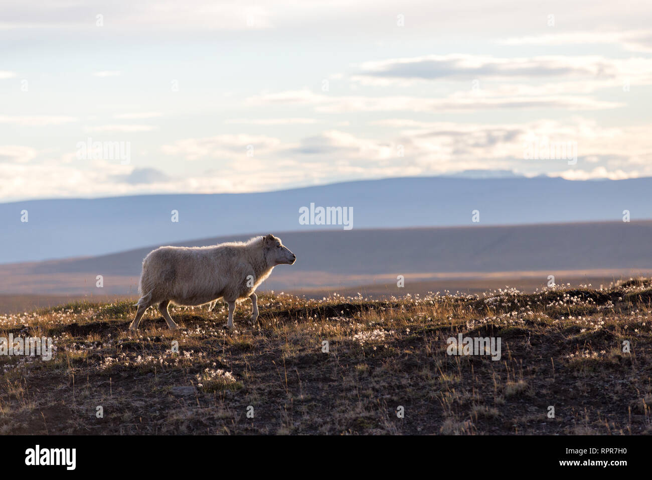 Sheep crossing hi-res stock photography and images - Alamy