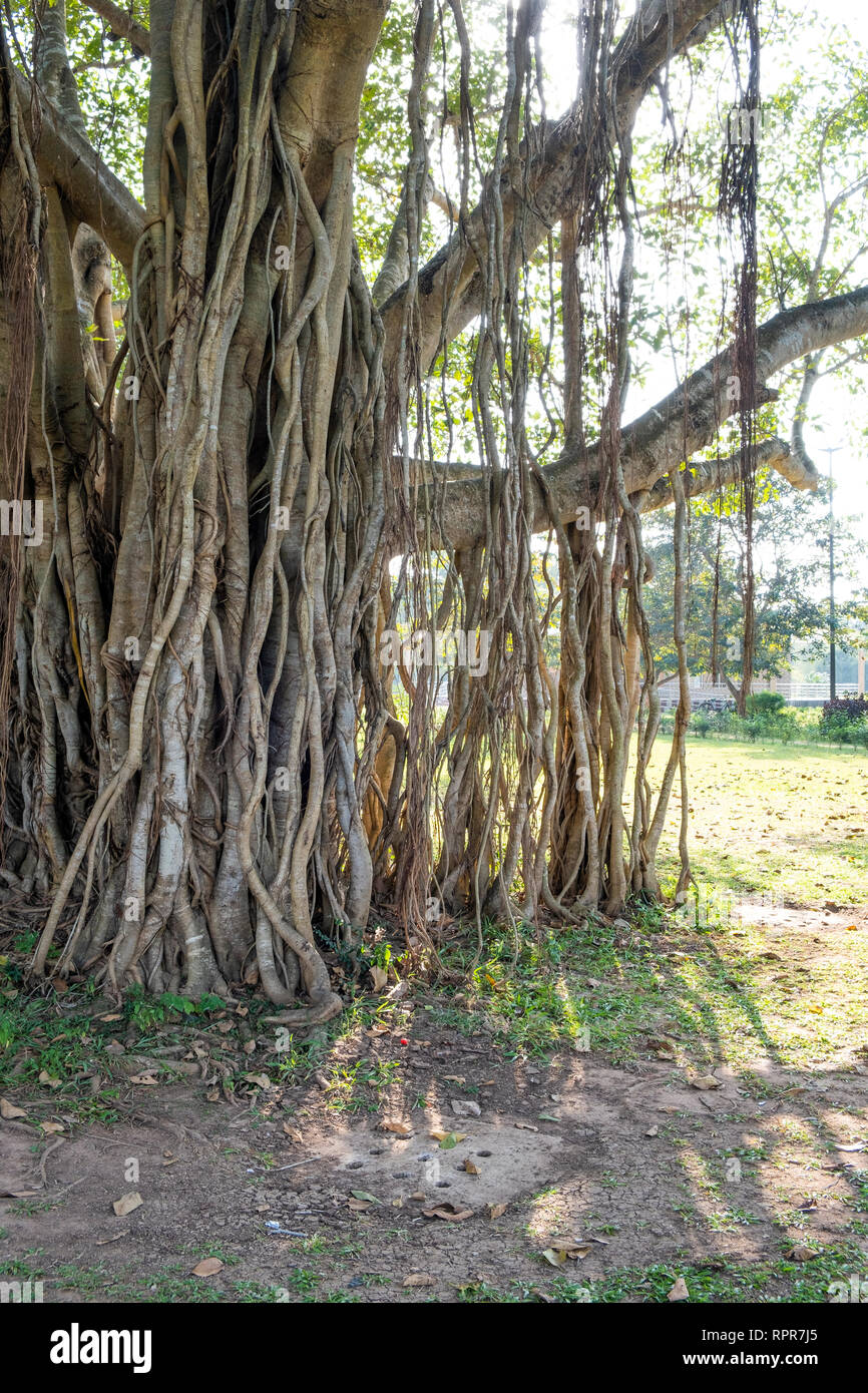 A strangler fig tree located in a Botanical Garden in Orissa Stock ...