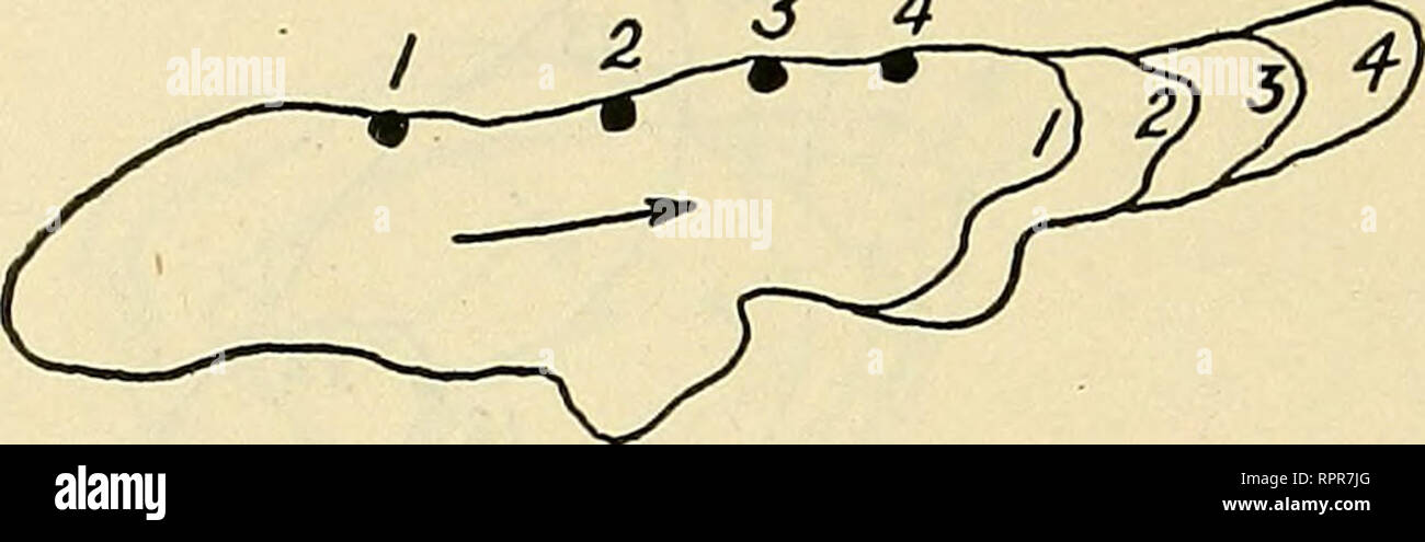 . Ameboid movement. Amoeboid movement; Amoeba. 58 AMEBOID MOVEMENT J 4 ...