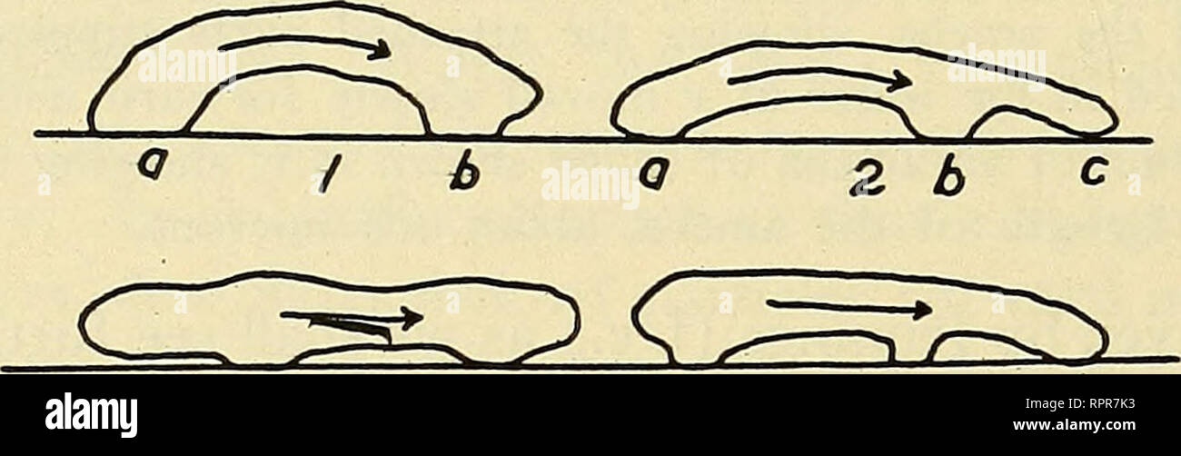 . Ameboid movement. Amoeboid movement; Amoeba. Figure 21. Illustrating ...