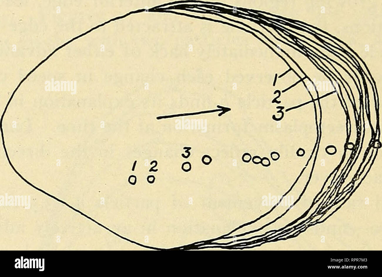Amoeba figure hi-res stock photography and images - Alamy