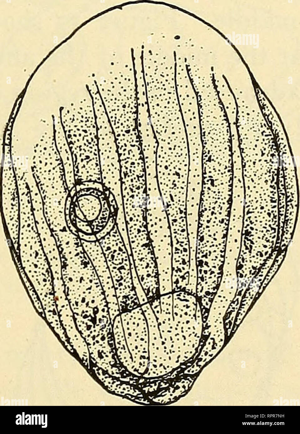Amoeboid movement hi-res stock photography and images - Alamy
