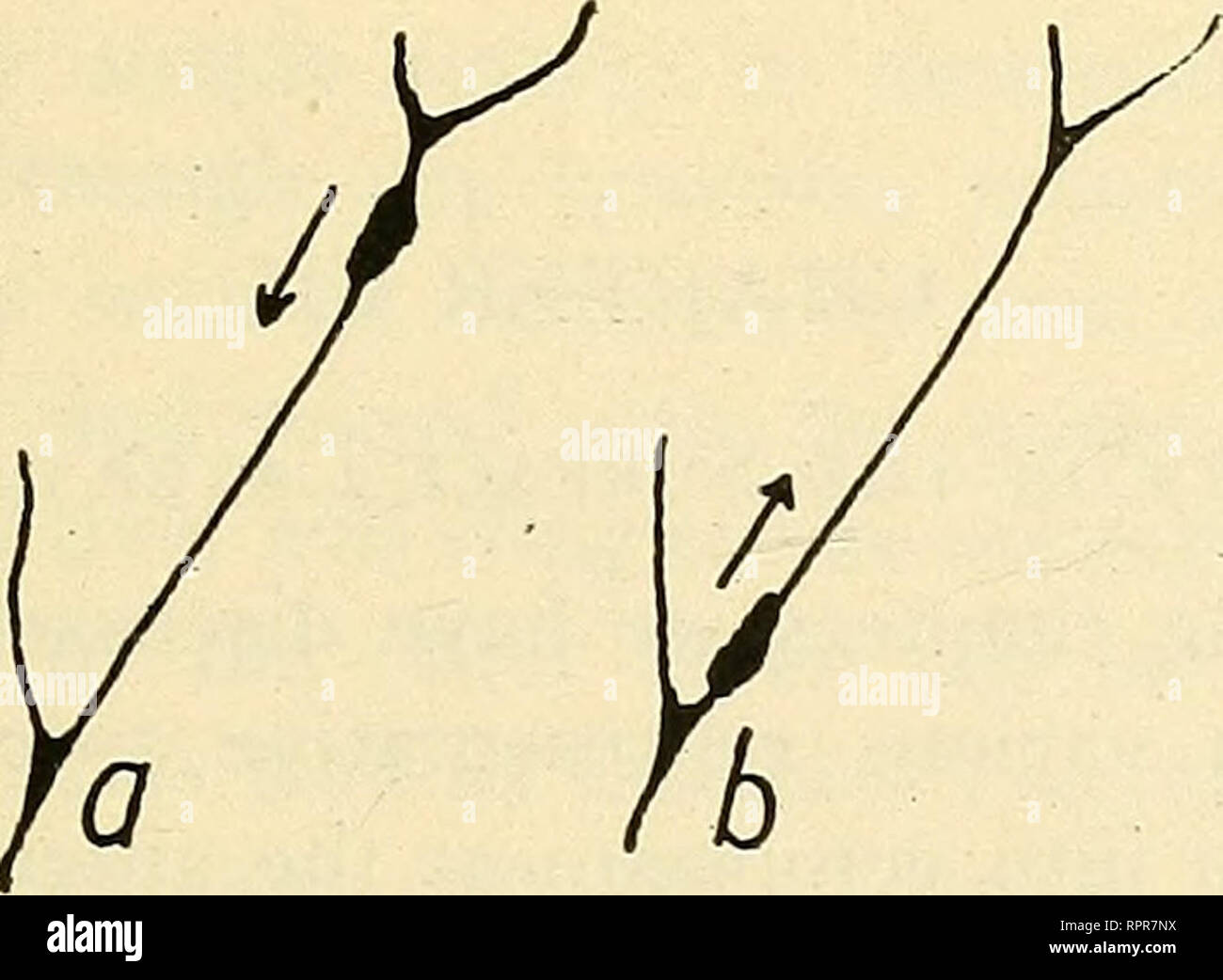 . Ameboid movement. Amoeboid movement; Amoeba. AMEBOID MOVEMENT 47 ...