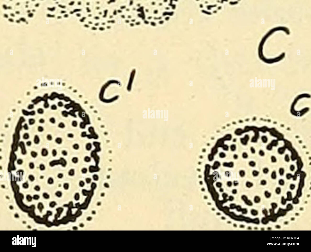 Amoeba Proteus Stock Photos & Amoeba Proteus Stock Images - Alamy