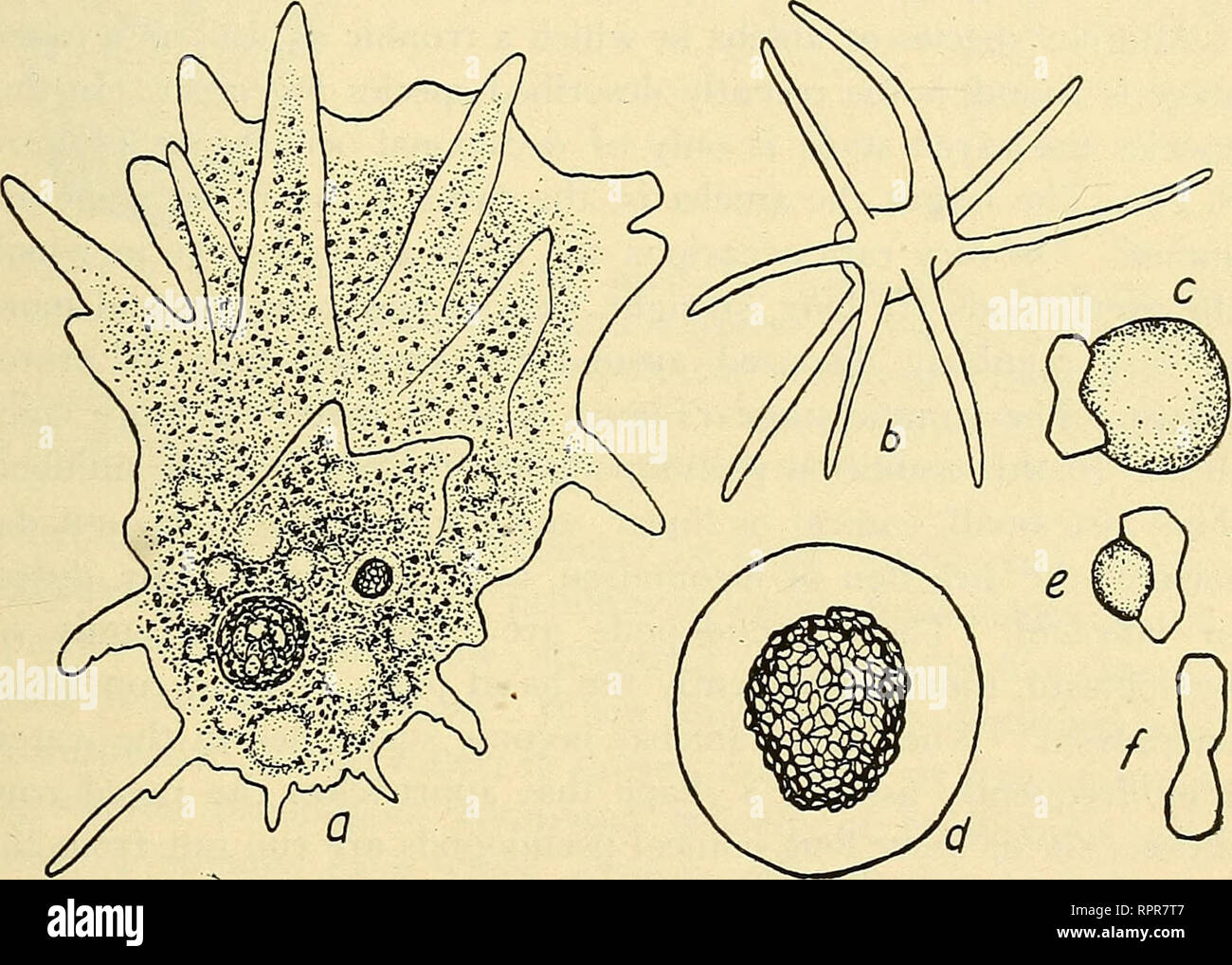 Cercomonas hi-res stock photography and images - Alamy
