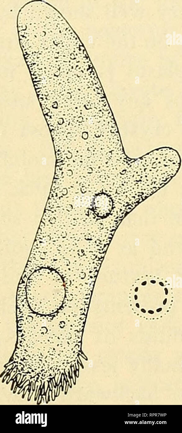 Amebas hi-res stock photography and images - Alamy
