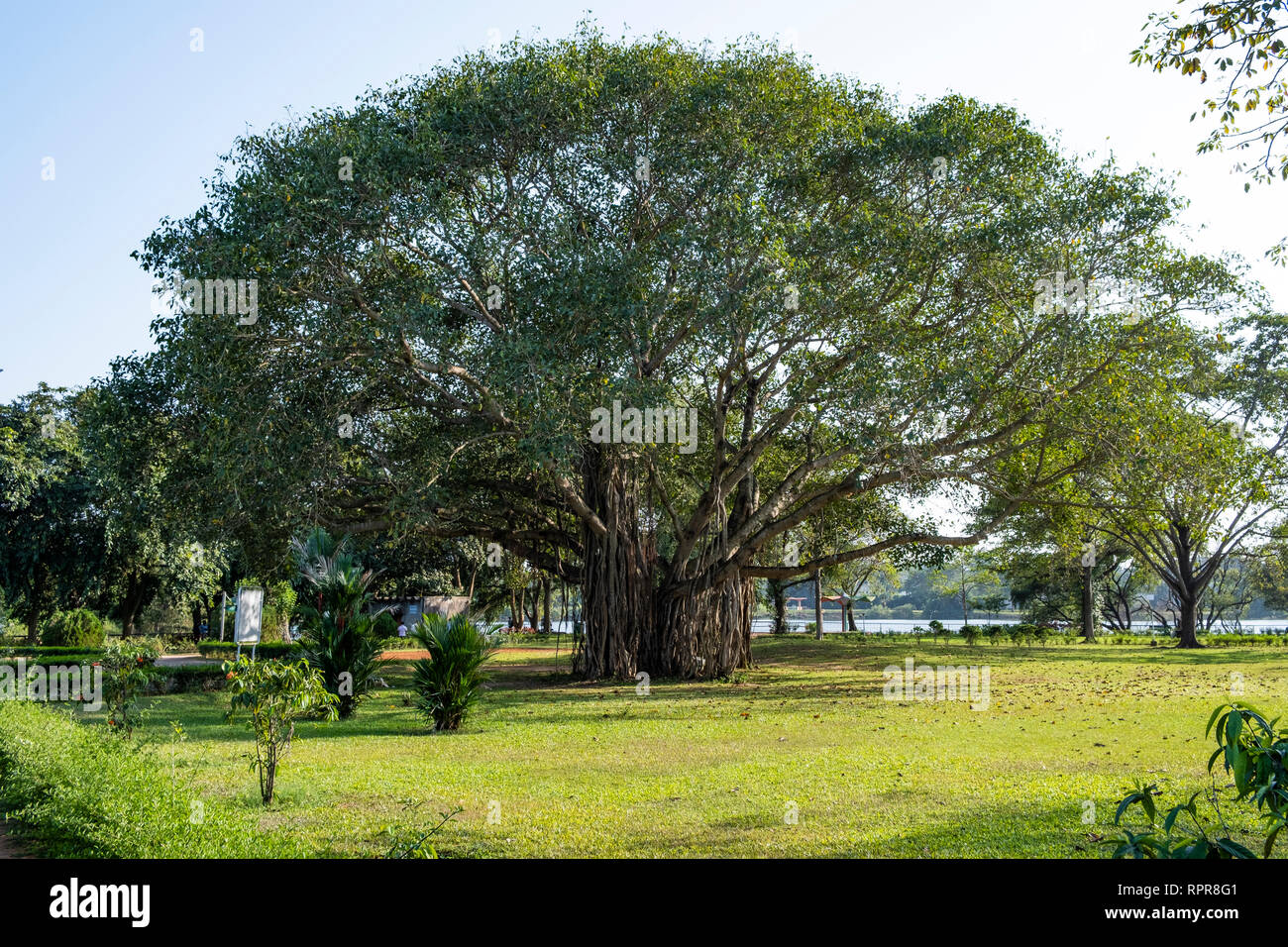 A strangler fig tree located in a Botanical Garden in Orissa Stock ...