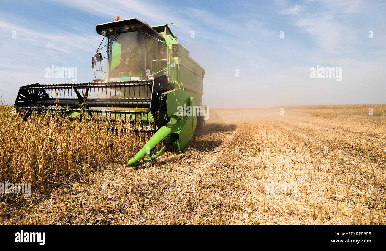 Harvesting of soy bean fields with combine Stock Photo - Alamy